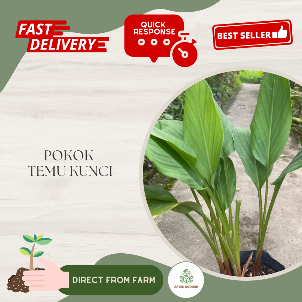 Aryen Nursery || Pokok Temu Kunci | Shopee Malaysia