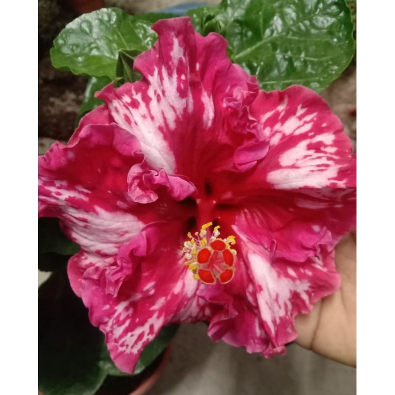 🔥🔥BUNGA RAYA CANTIK DAN MURAH BERSERTA PASU 😍🔥🔥 | Shopee Malaysia