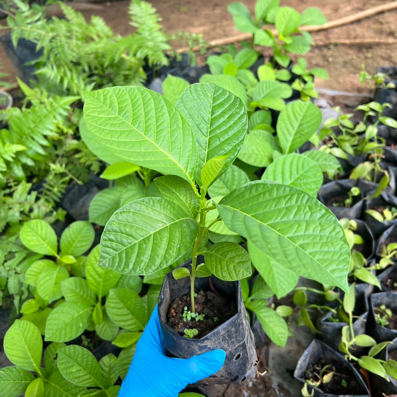 ANAK POKOK MARKISA JUMBO / MARKISA GIANT (PASSIFLORA QUADRANGULARIS L ...
