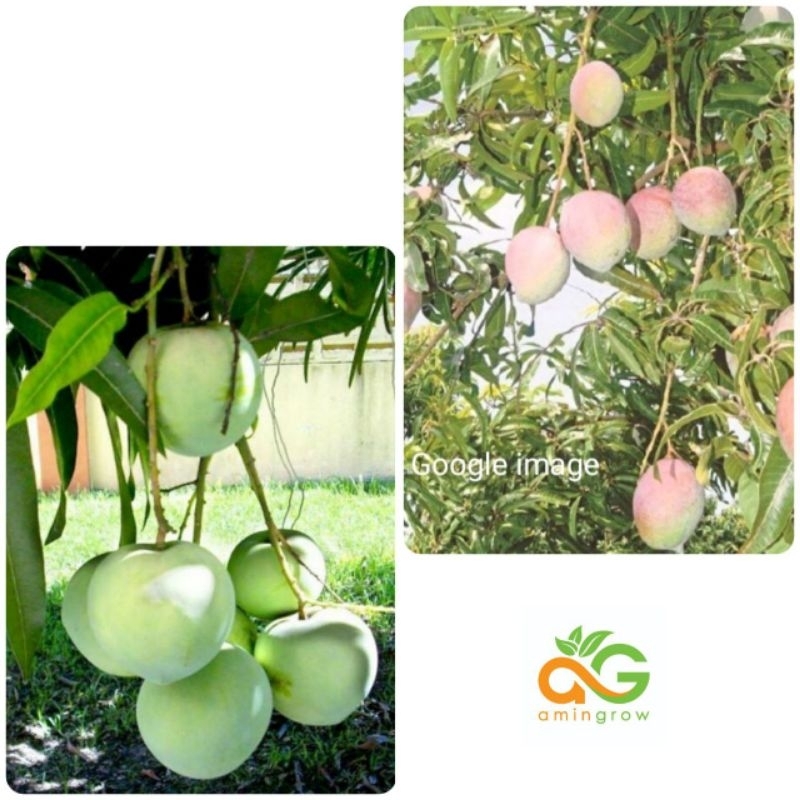 amingrow- 🌱Anak pokok Mangga/Mempelam epal (Mangifera indica)- pokok ...
