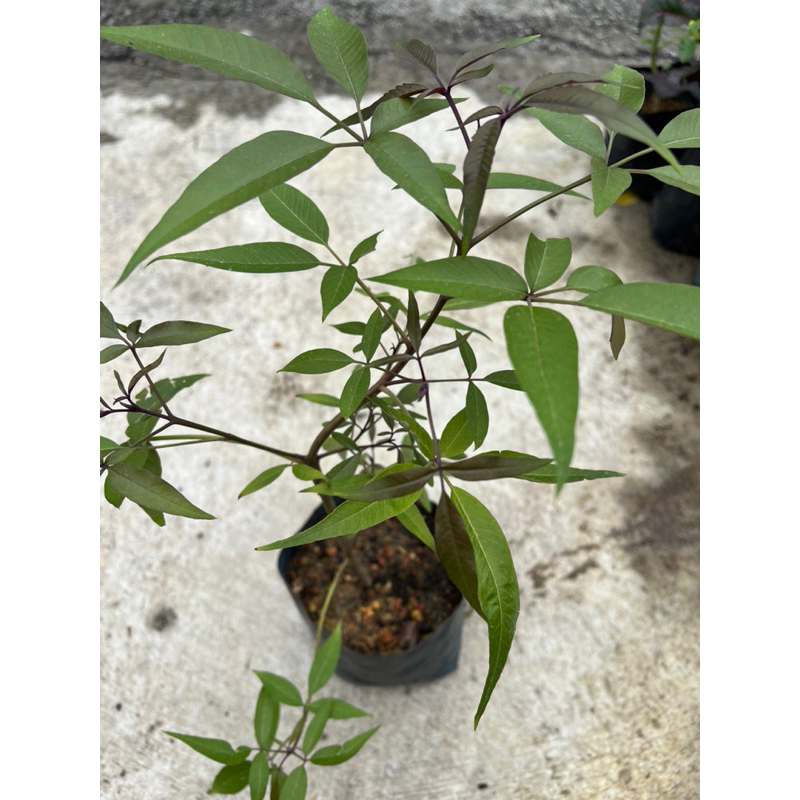 Pokok Daun Lemuni ulam berpantang | Shopee Malaysia