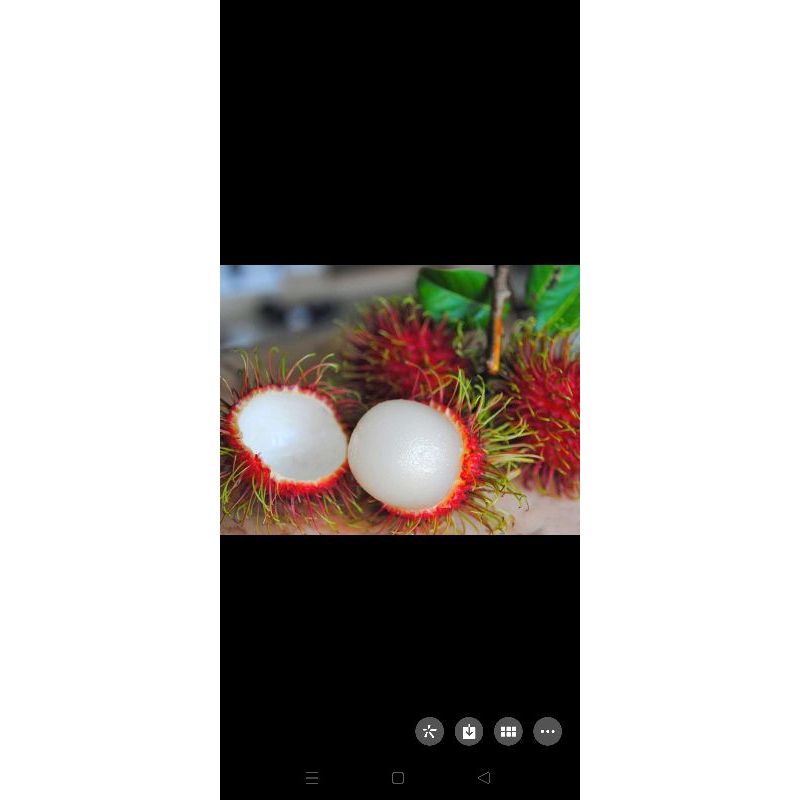 Pokok Rambutan Anak Sekolah Siam | Shopee Malaysia