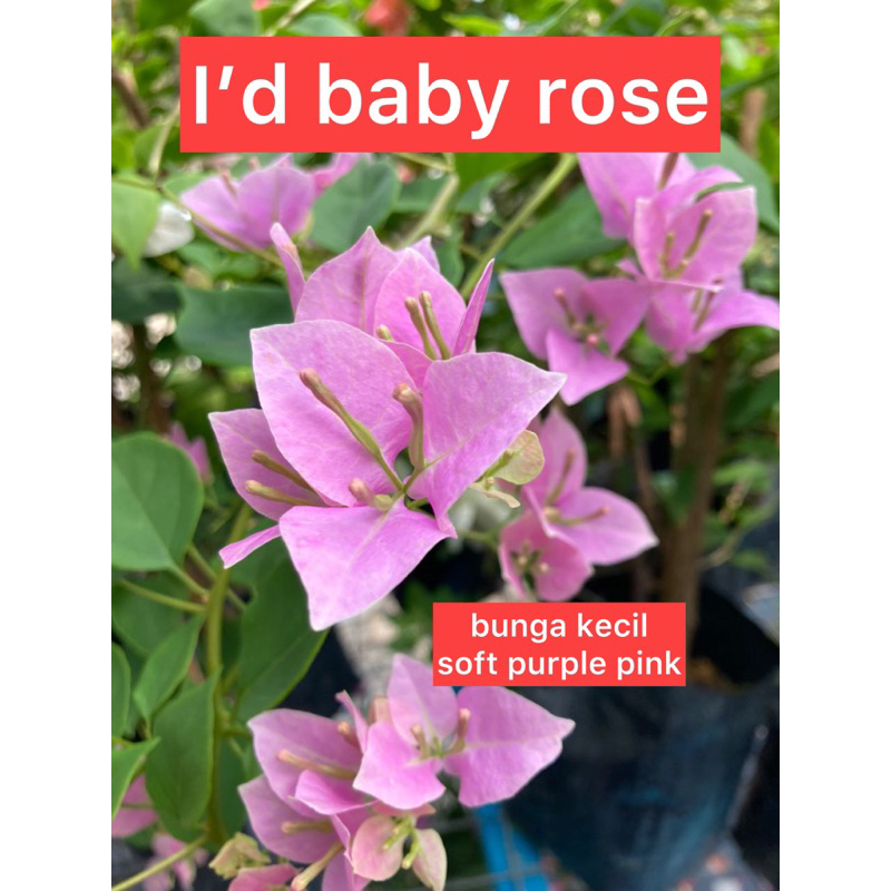 Bunga Kertas Pelbagai Jenis ID RARE,Bougainvillea | Shopee Malaysia