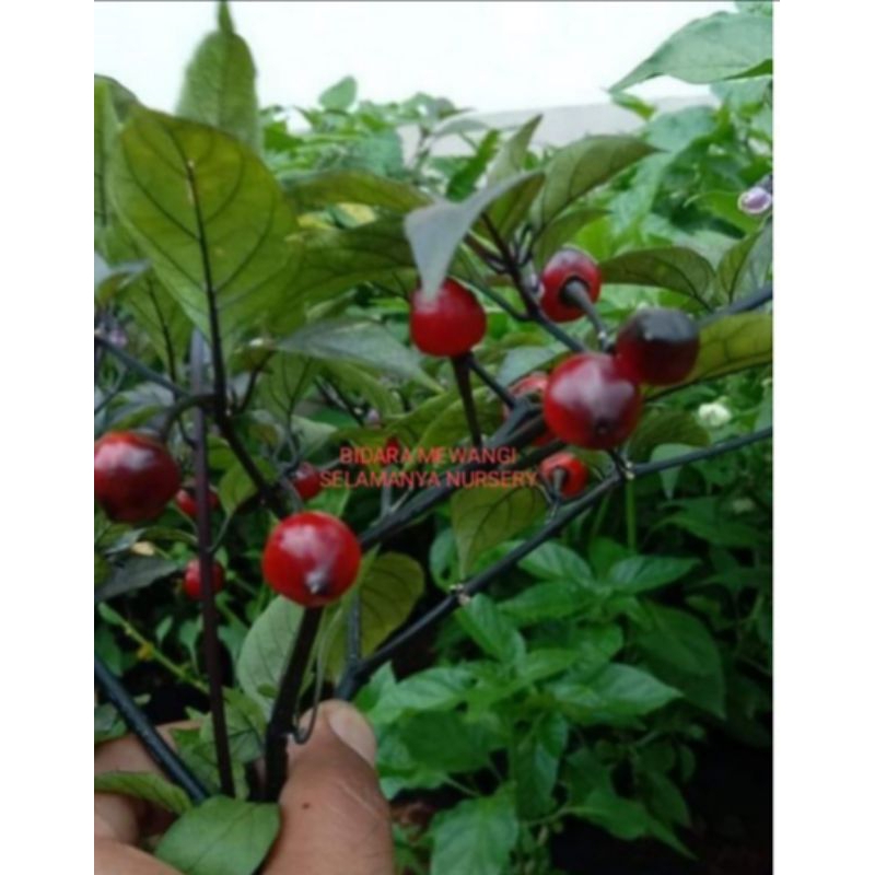 anak pokok cili bico roxa. RM10 sepokok. | Shopee Malaysia