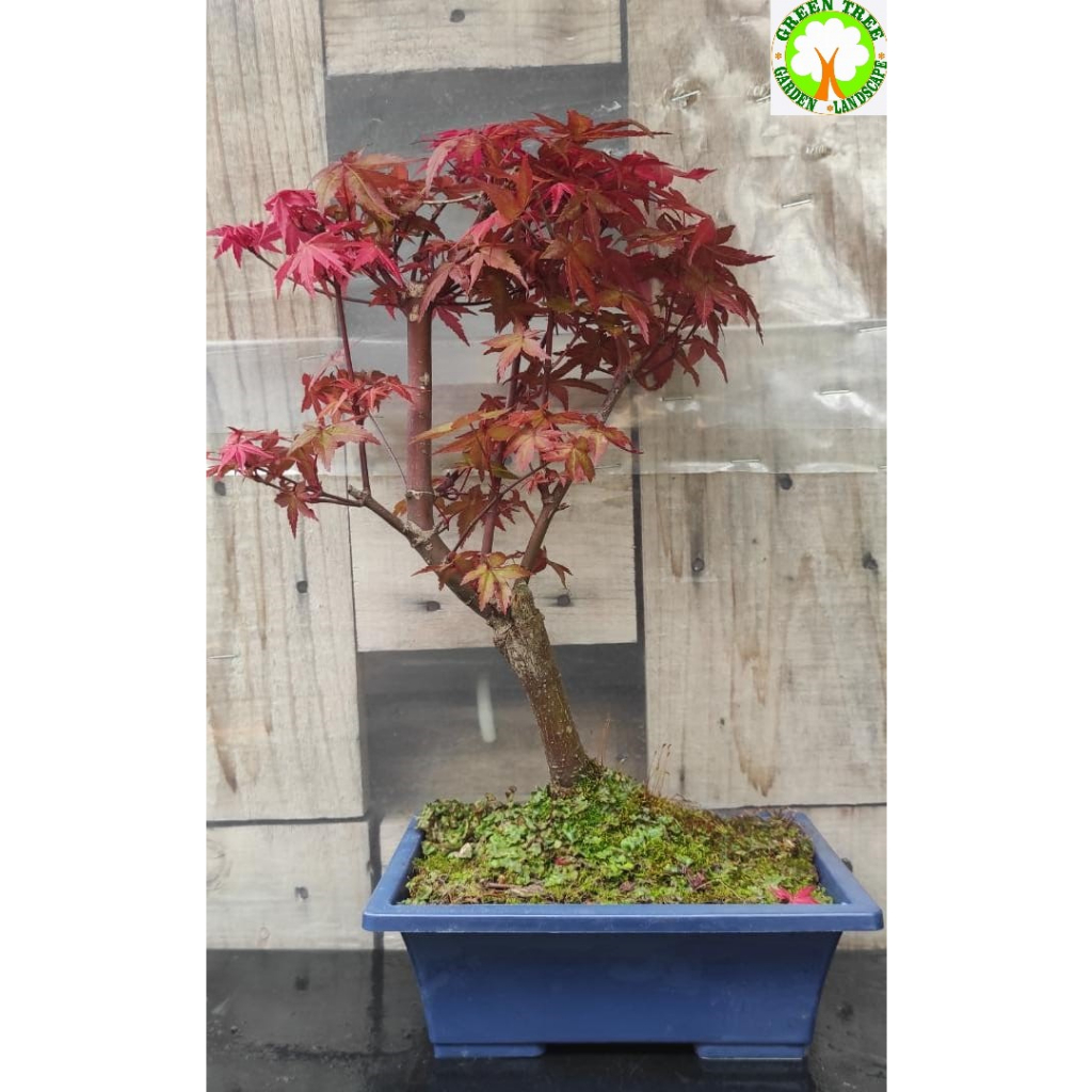 INDOOR PLANT - Red Maple Tree / Maple Merah 楓葉盆栽 /枫树for HOME/OFFICE ...