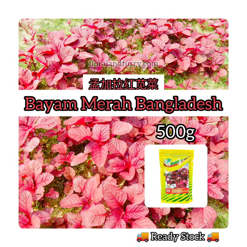500g Green Eagle 806 Bayam Merah Bangladesh Biji Benih Bayam Merah ...