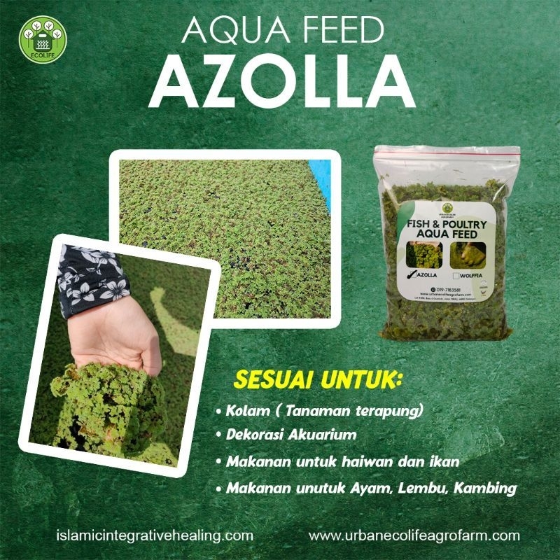 Makanan ikan food pet ayam AZOLLA air | Shopee Malaysia
