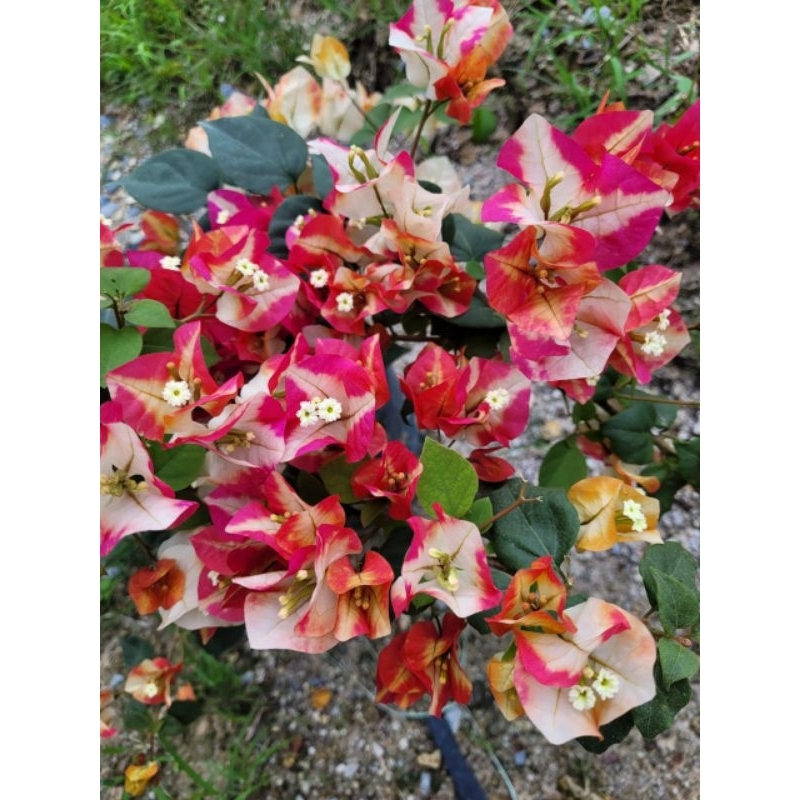 Bunga Kertas Bougainvillea Citra Monduring | Shopee Malaysia