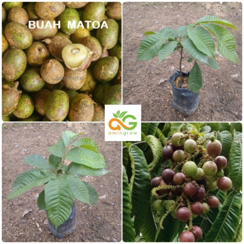 amingrow- 🌱Anak pokok Matoa/Longan Brazil (Pometia pinnata)- pokok buah ...