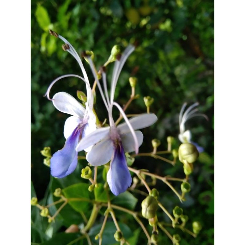 pokok blue butterfly 🦋🦋🦋🦋 | Shopee Malaysia