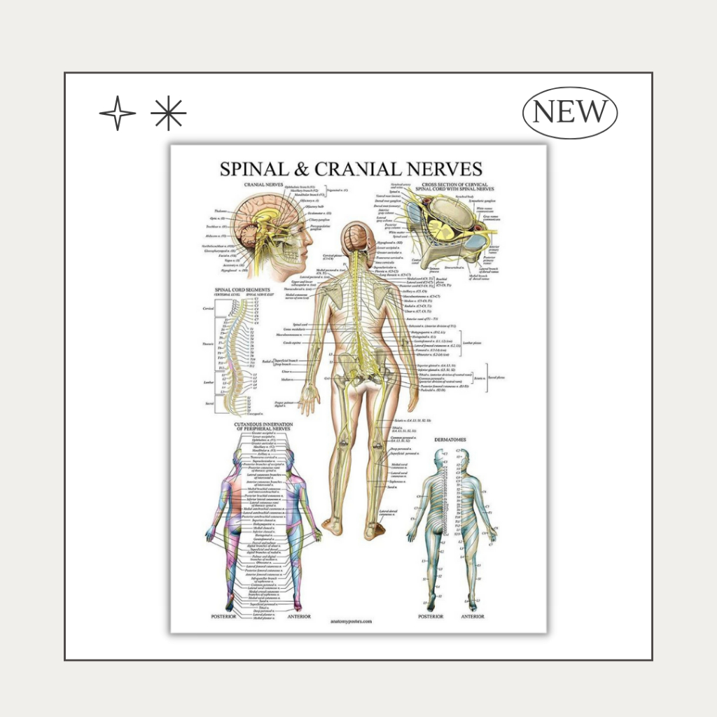 POSTER SPINAL & CRANIAL NERVES | Shopee Malaysia