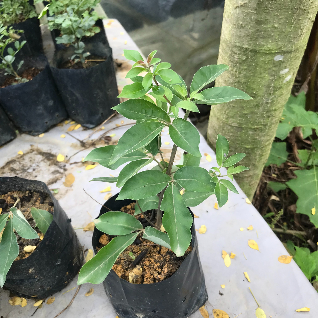 Pokok Nochi/Chinese Chaste Tree/Horseshoe VItex | Shopee Malaysia