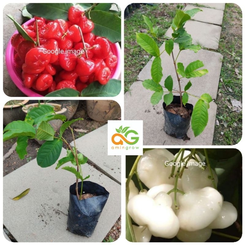amingrow- 🌱Anak pokok jambu bertih/watery rose apple(Syzygium aqueum)🌱 ...
