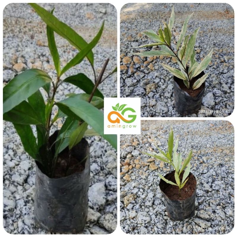 amingrow- 🌱Koleksi Anak pokok gandarusa (Justicia gendarussa)- pokok ...