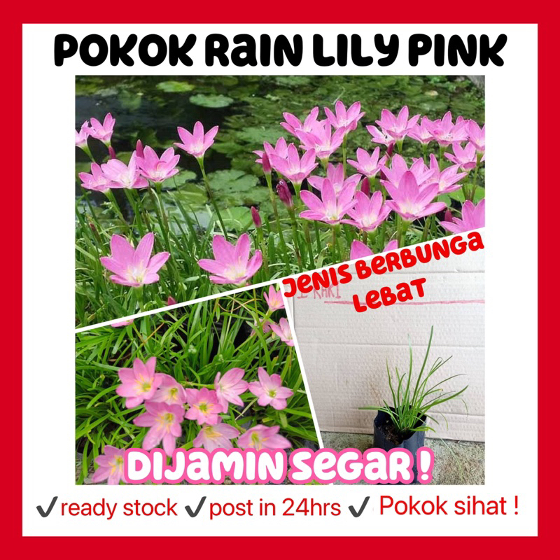 rina • pokok rain lily pink • lili bunga plant outdoor pokok hidup bawang zephyranthes ...