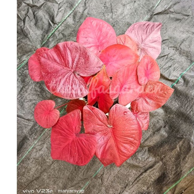 THEZALFASGARDEN - CALADIUM - POKOK KELADI - RED DEVIL | Shopee Malaysia