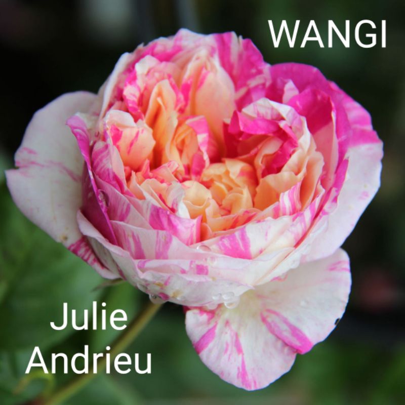 pokok ros tahan panas ready stock ros kampung bunga ros thailand ros ...