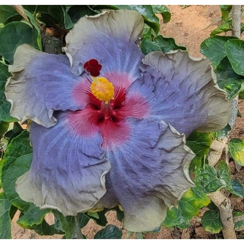 Part 2/6 : Pokok Bunga Raya Hybrid Sea Hibiscus Variegata Variegated ...