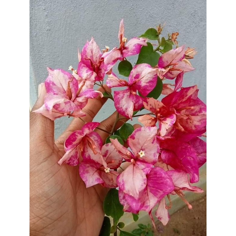 Bunga Kertas Id rare / Bougevilla | Shopee Malaysia