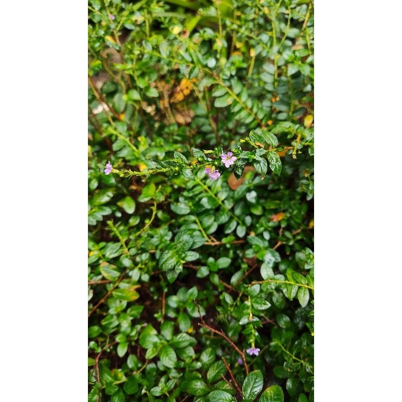 20 keratan pokok bunga Taiwan beauty /Cuphea | Shopee Malaysia