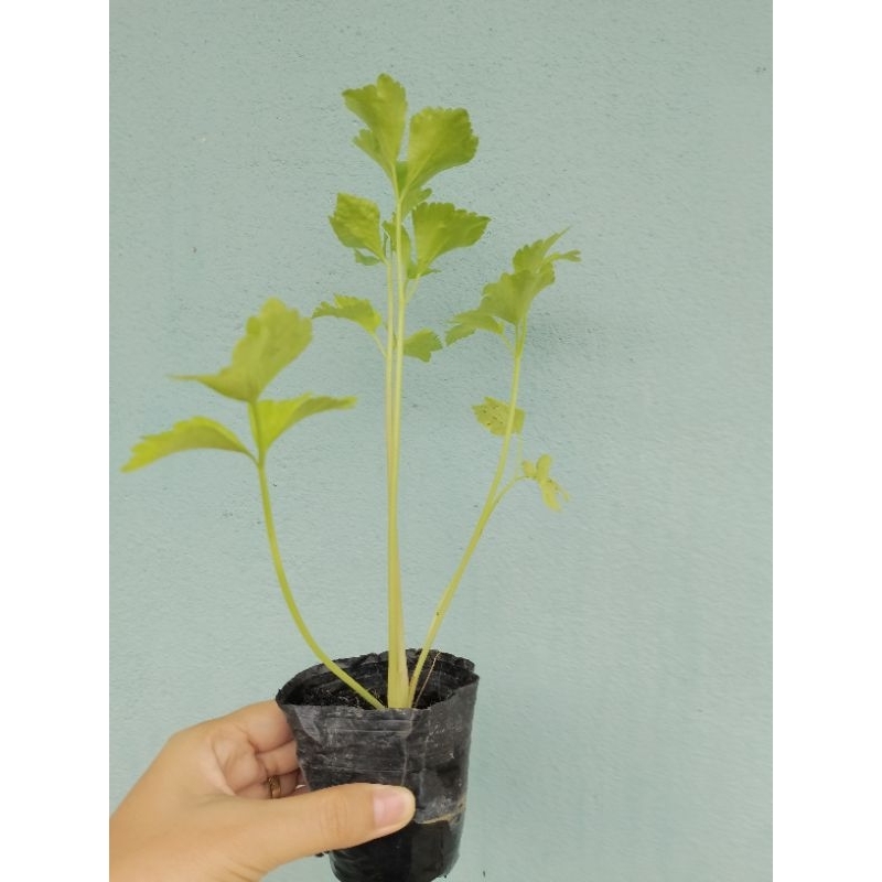 Anak Pokok Daun Sup Saderi | Shopee Malaysia