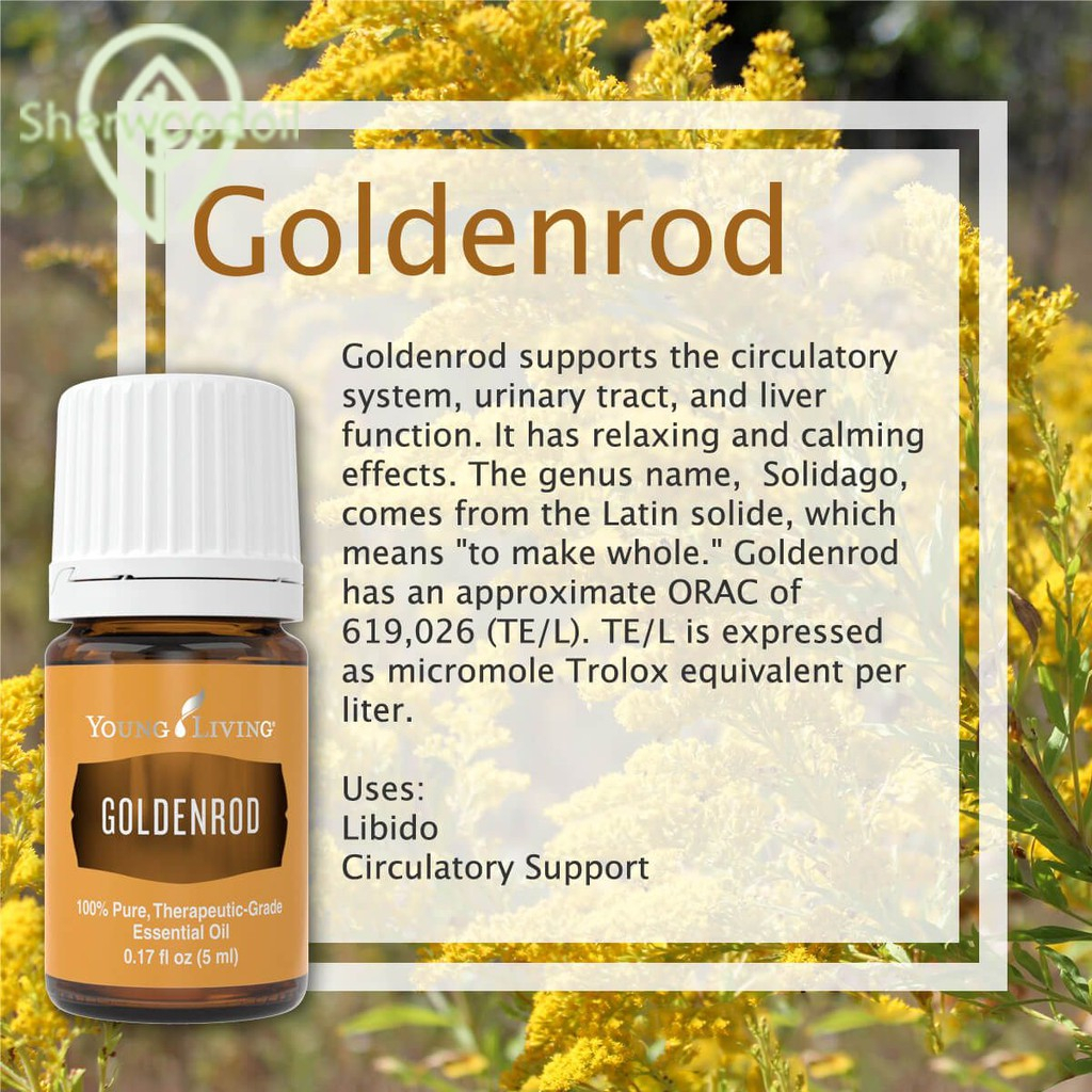 Young Living YL Goldenrod Essential Oil 5ml Oil Level 50 70 Shopee Malaysia