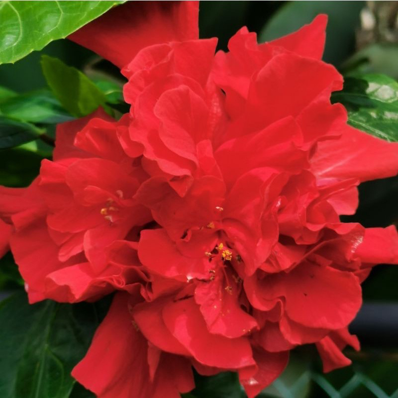 3 Keratan Pokok Bunga Raya Merah Berlapis / double layer red hibiscus ...