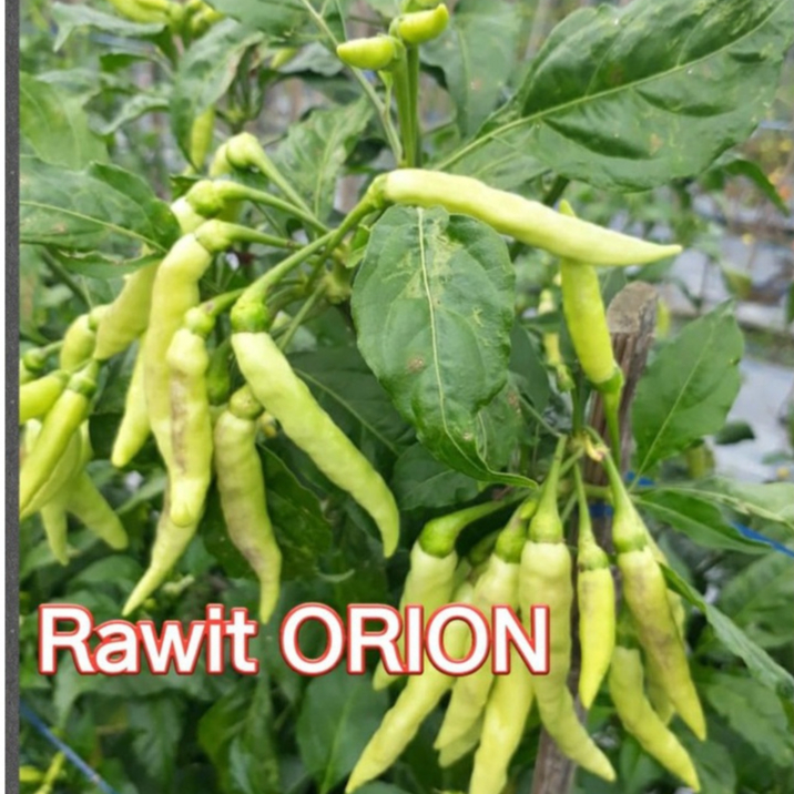 Biji Benih Lada Besar/ Solok / Cili Api Jambak/ Jalapeno/ Putih/ Rawit ...