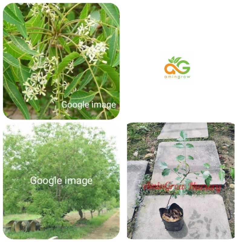 amingrow- 🌱Anak pokok semambu/neem (Azadirachta indica)- pokok herba ...