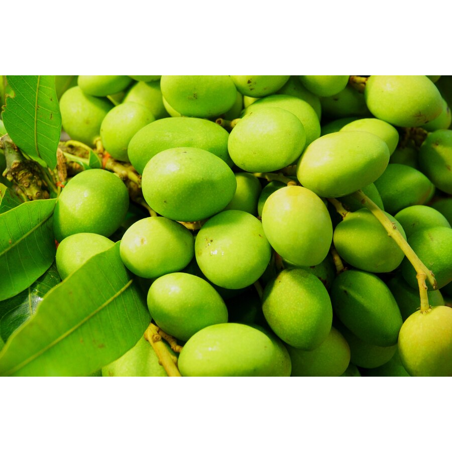 Buah Pauh Ringan Muda/Buah Mangga Telur Muda/Buah Pelam Muda/Pauh Ringan Putik/Mangga Telor Muda ...