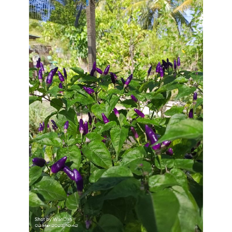 Benih Cili Kampung Purple Pedas. | Shopee Malaysia