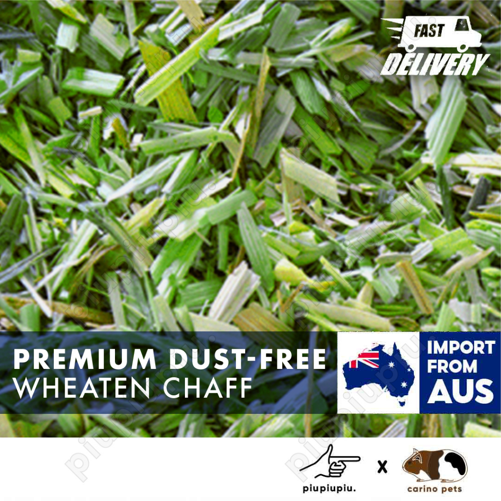 [24HR SHIP] PREMIUM DUST-FREE ALFALFA CHAFF Wheaten Imported Lucerne ...