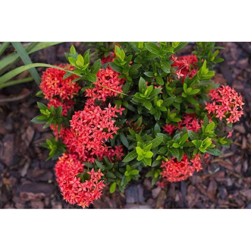 pokok bunga ixora / asoka merah daun kecil | Shopee Malaysia