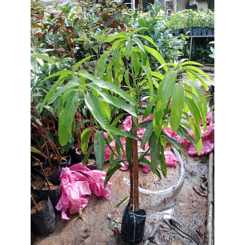 Anak Benih Pokok Mangga Lemak Manis (Tiga Rasa) Hybrid | Shopee Malaysia