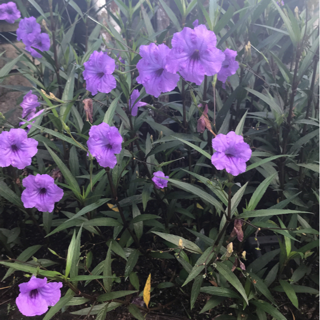Bunga purple Ruellia/Shower/Ruella Keratan/cutting | Shopee Malaysia
