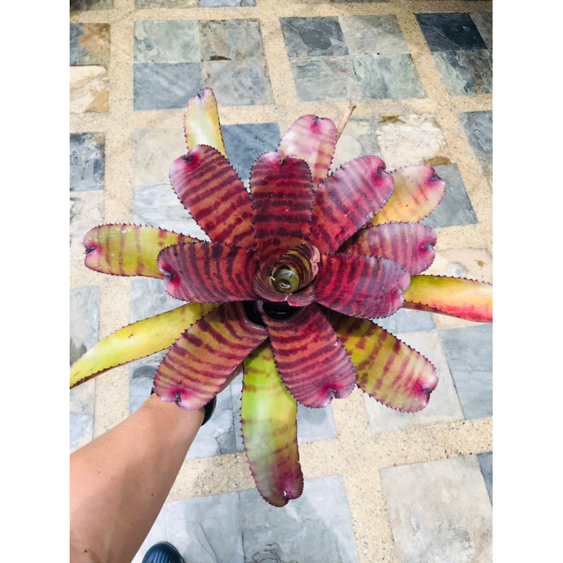 Neoregelia Groove red tiger （ 積水风梨 / bromeliad ) | Shopee Malaysia