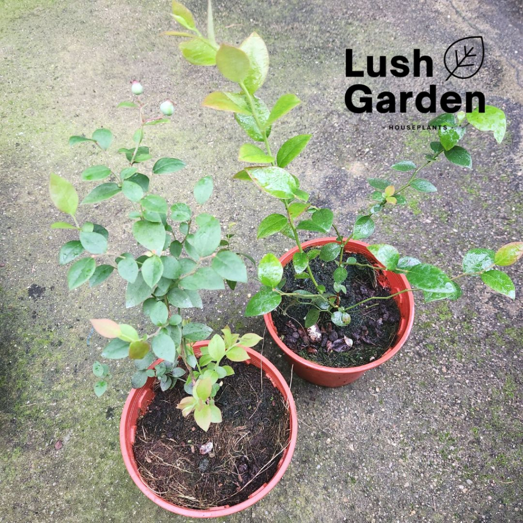 Blueberry Plant/ Pokok Beri Biru 蓝莓树 170mm Pot Fruit Tree Live Plant ...