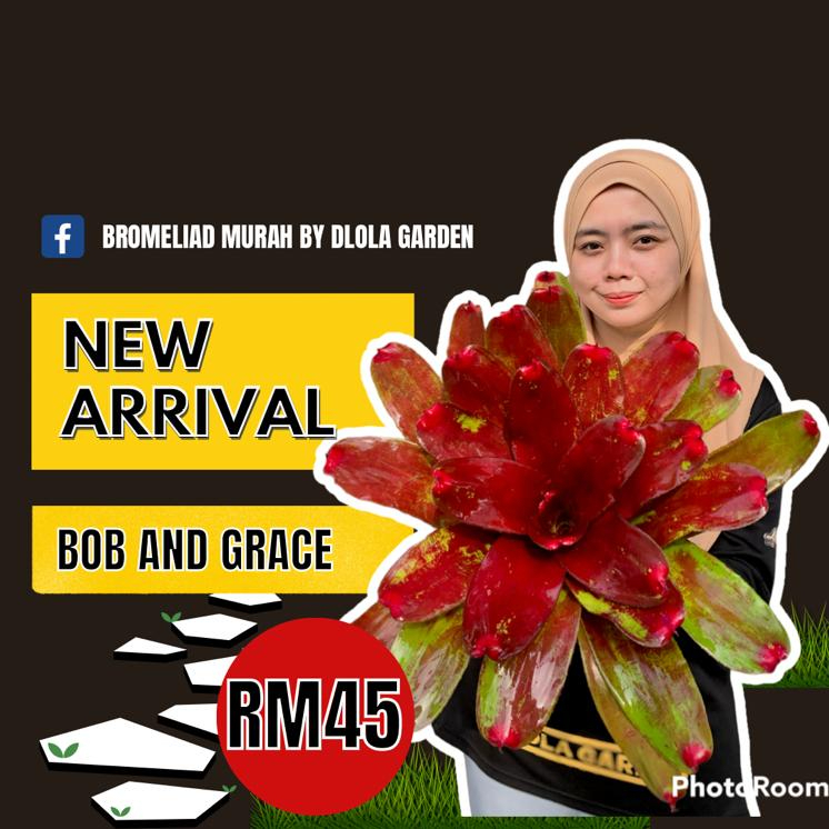 BROMELIAD BOB AND GRACE [SILA BACA TERMA DAN SYARAT SEBELUM MEMBUAT ...