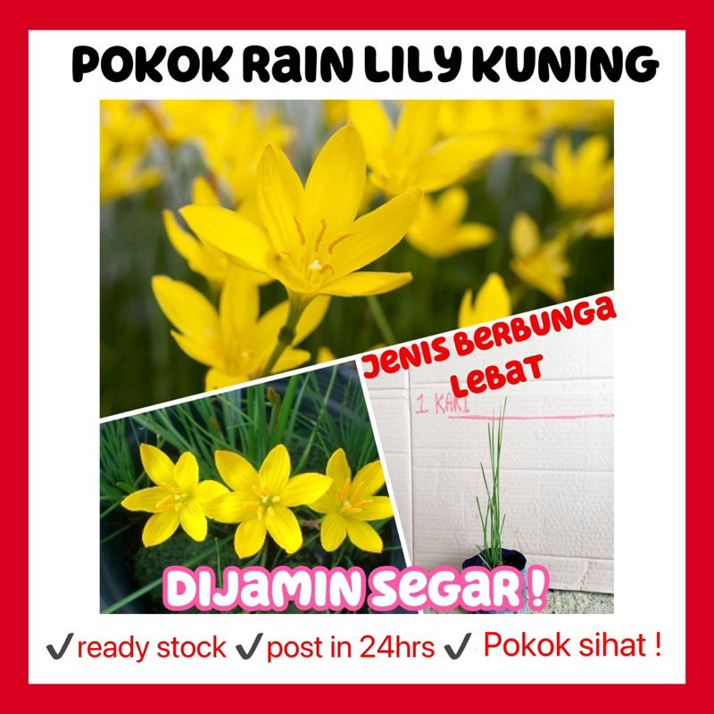 rina • pokok rain lily kuning • yellow flower zephyranthus citrina ...