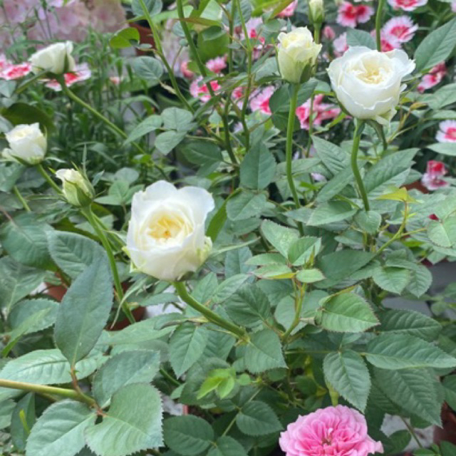 POKOK ROS KAMPUNG PUTIH ros putih | Shopee Malaysia