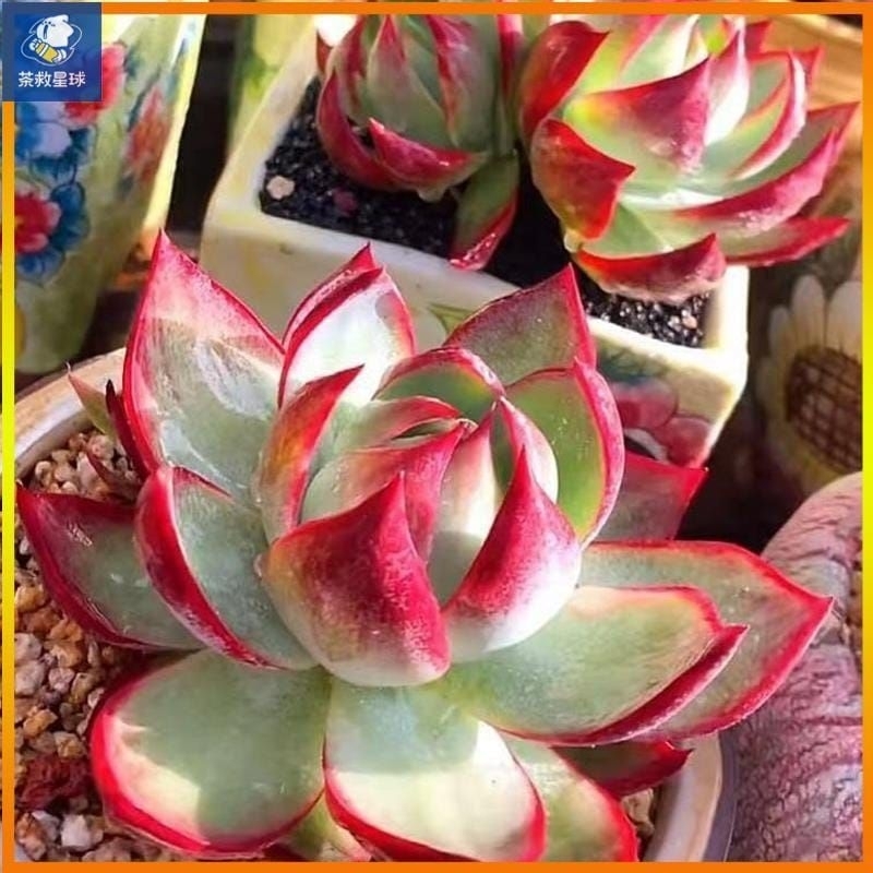 WAF rare succulent Echeveria Agavoides Casio 惊鸿仙子 (plant size 60-70cm ...
