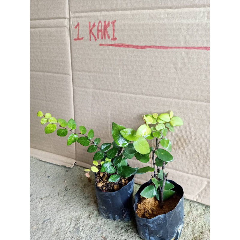 rina • pokok ara jalar 1 bag kecil • one bag ficus pumila creeping fig ...