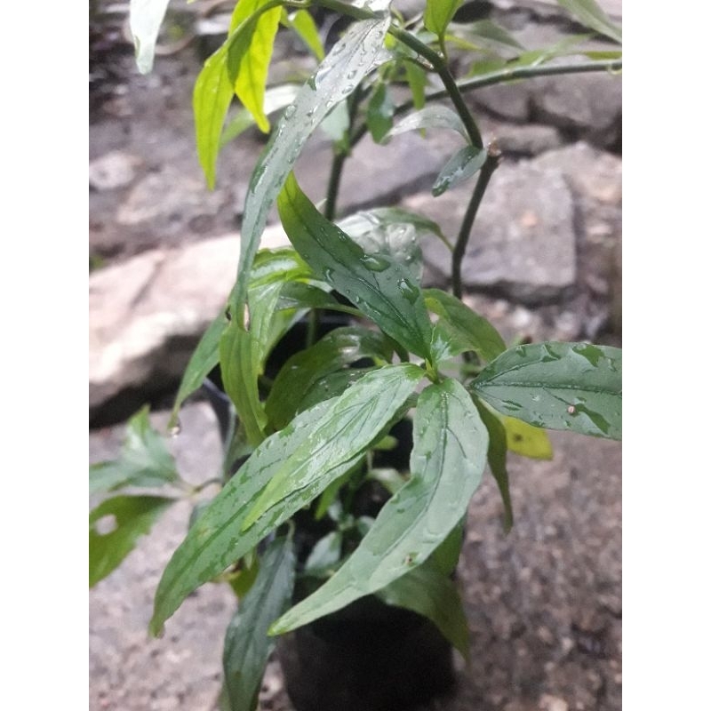 Anak pokok herba belalai gajah (polibag) | Shopee Malaysia