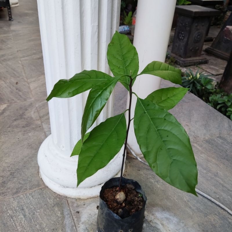 pokok Avocado pokok hidup | Shopee Malaysia
