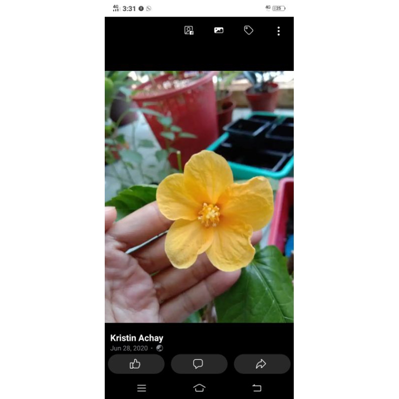 Keratan Bunga Raya 3 Color (free 1 keratan kuning) | Shopee Malaysia