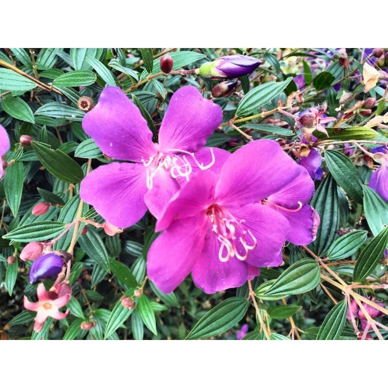 Melastoma Flower Seed Benih Bunga Senduduk | Shopee Malaysia