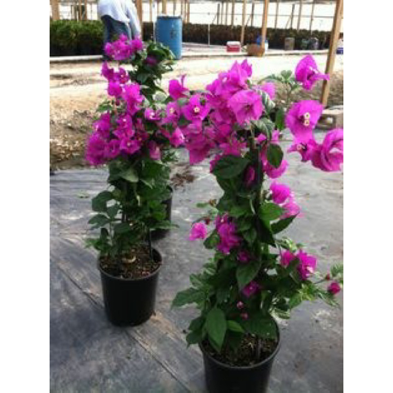 pokok bunga kertas ( purple terang ) | Shopee Malaysia