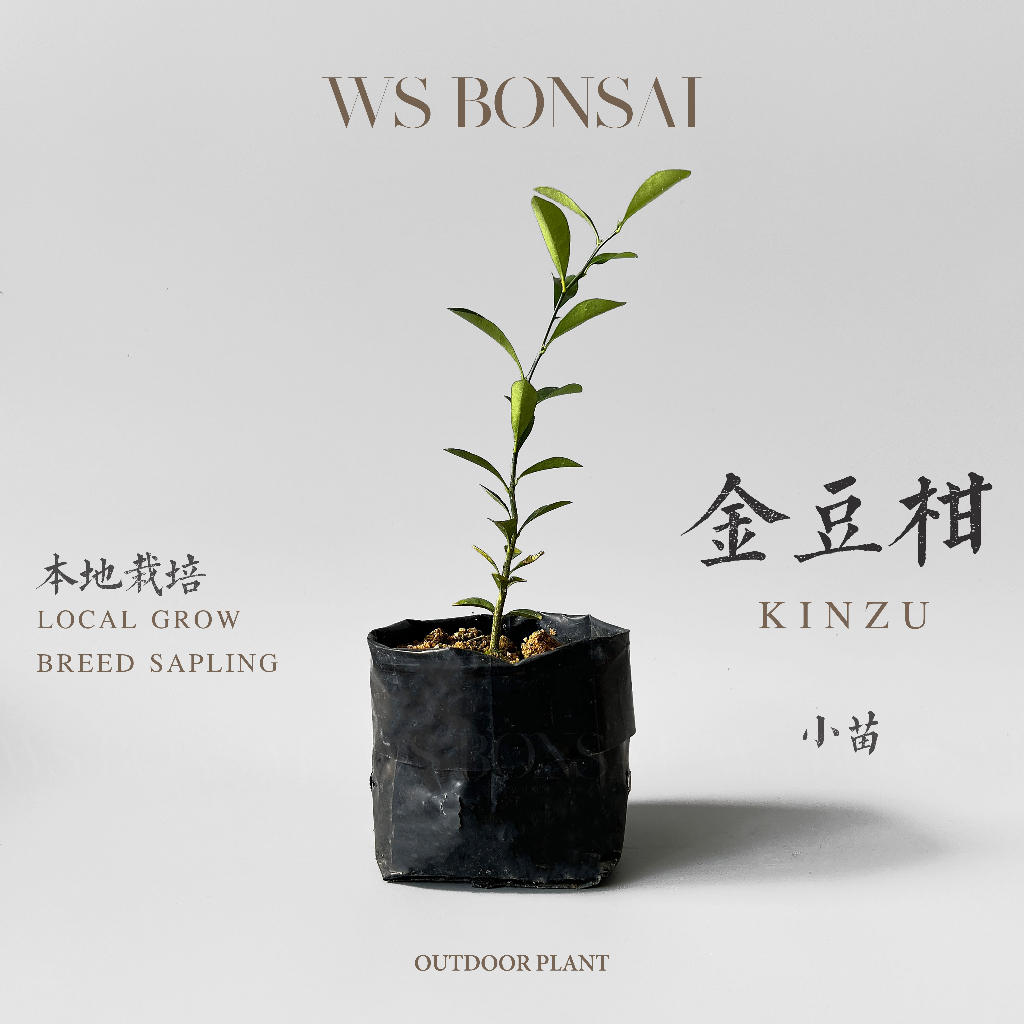 Kinzu Dwarf Orange Sapling One year old 金豆柑 一年树苗 Bonsai Limau | Shopee ...