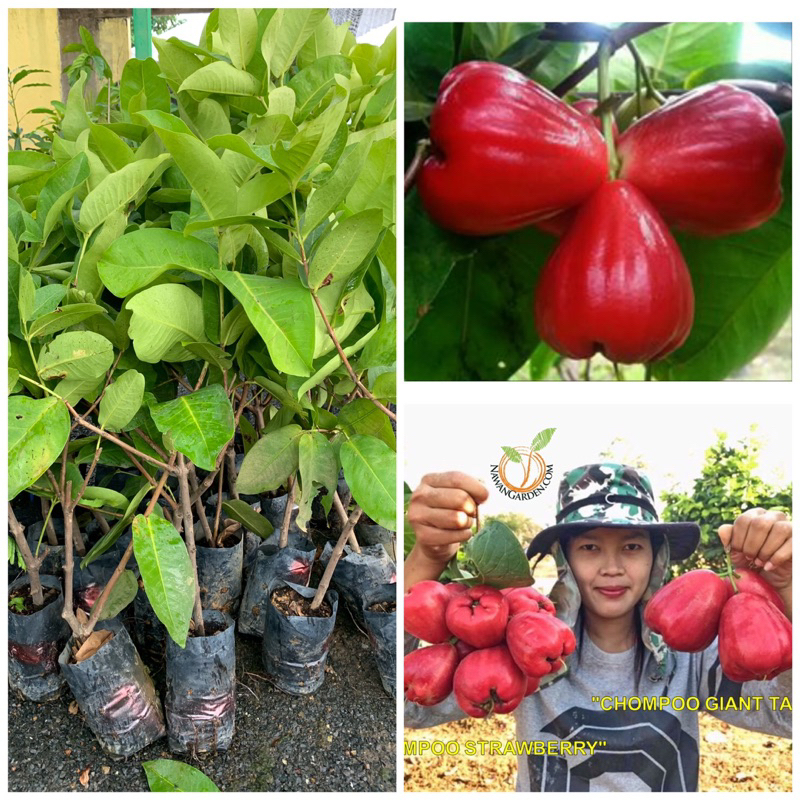 Anak pokok jambu air Taiwan red/ | Shopee Malaysia