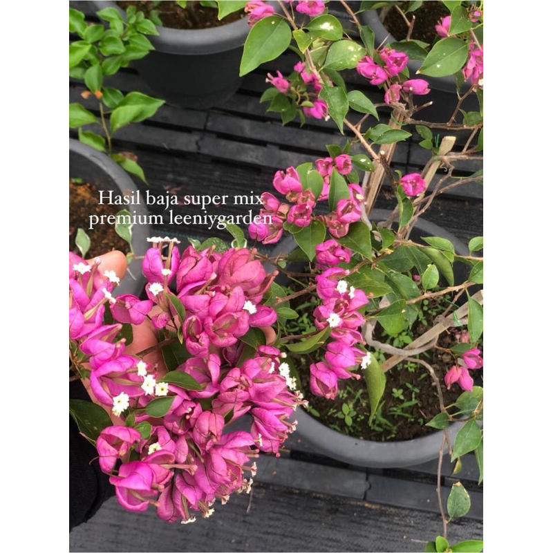 Baja mix premium, baja bunga kertas galak bunga, buah / super mix ...